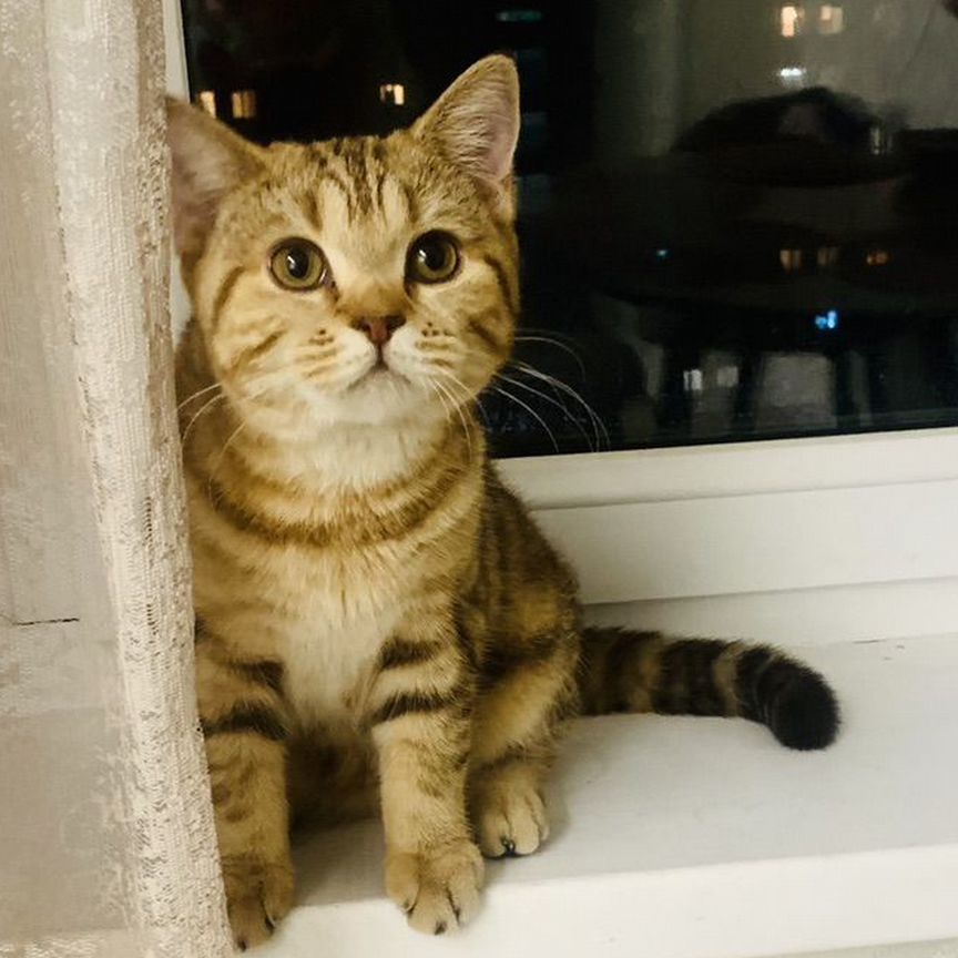 Шотландский прямоухий короткошёрстный котёнок