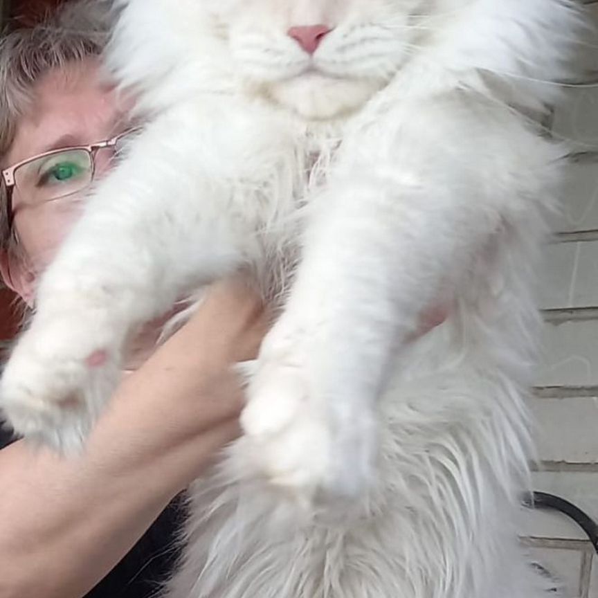 Мейн кун племенной кот