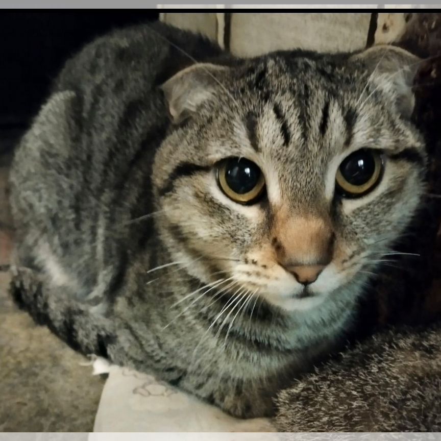 Шотландский вислоухий короткошёрстный кот, взрослый