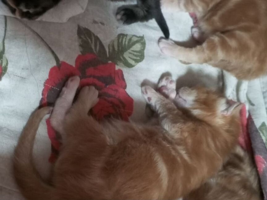 Майн кун котята