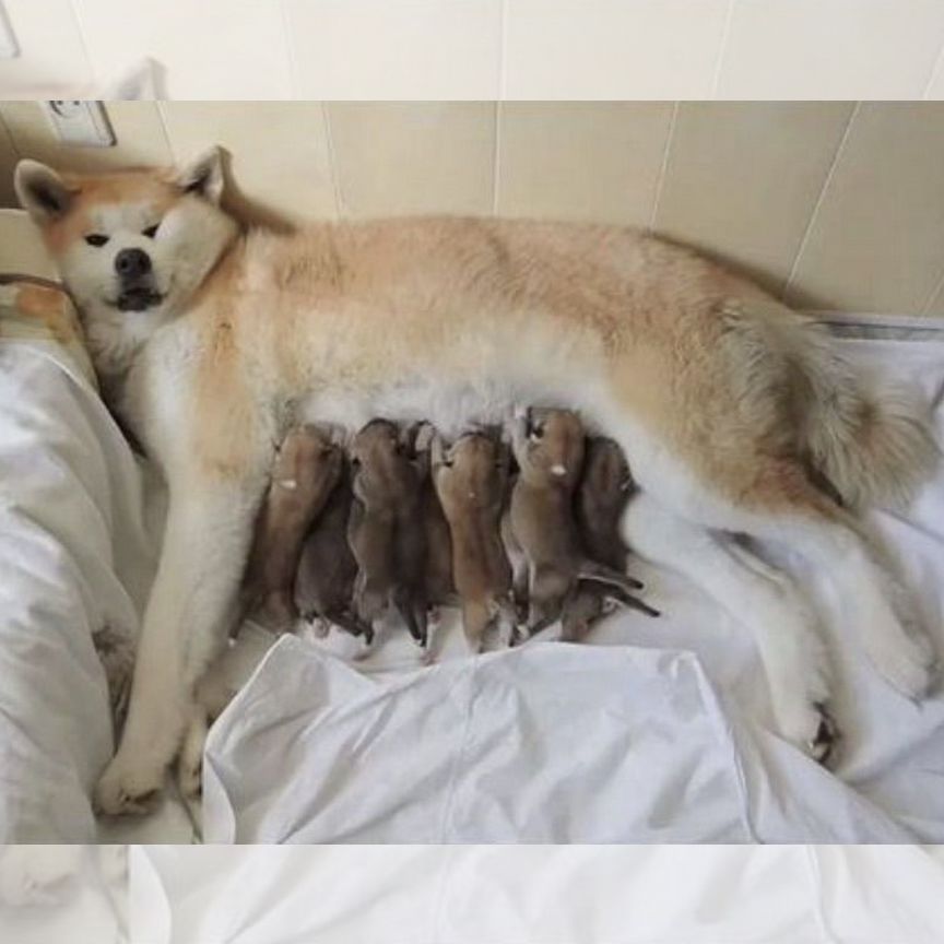 Акита-ину, щенок