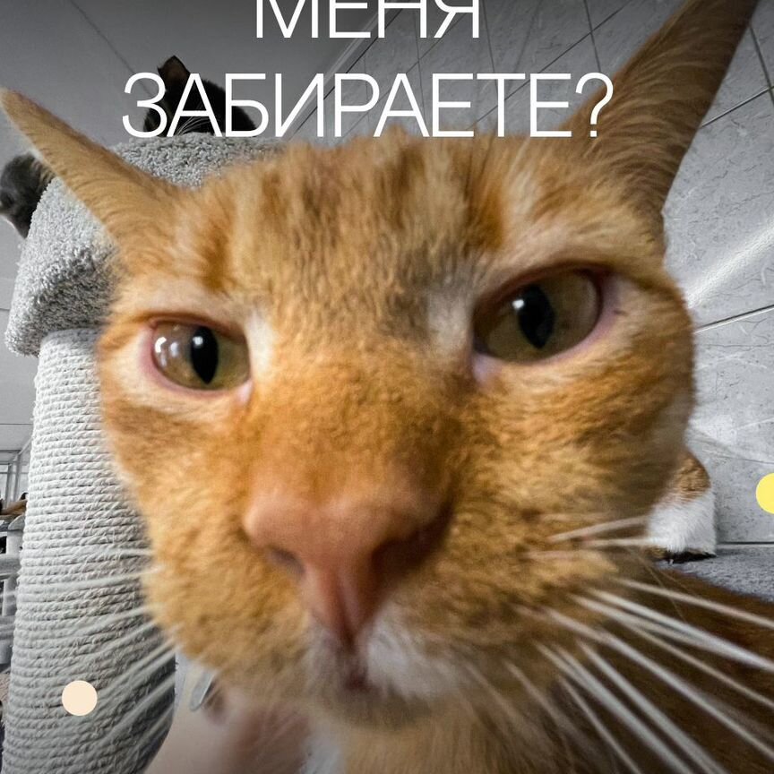 Взрослый кот из приюта