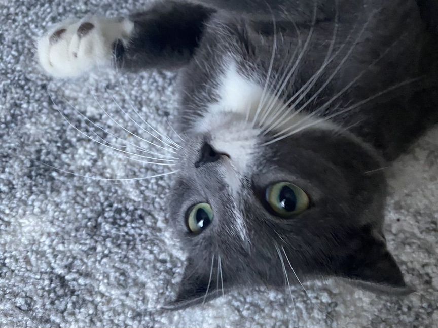 Котик