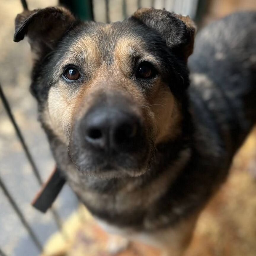 Взрослый пёс в добрые руки