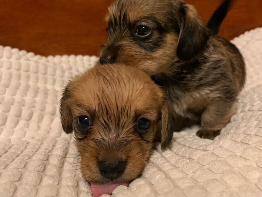 Мини мальчики Мальтипу к Новому году