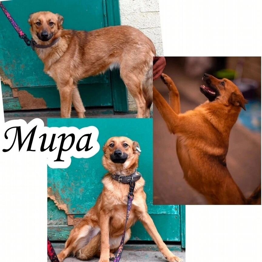 Мира ищет дом