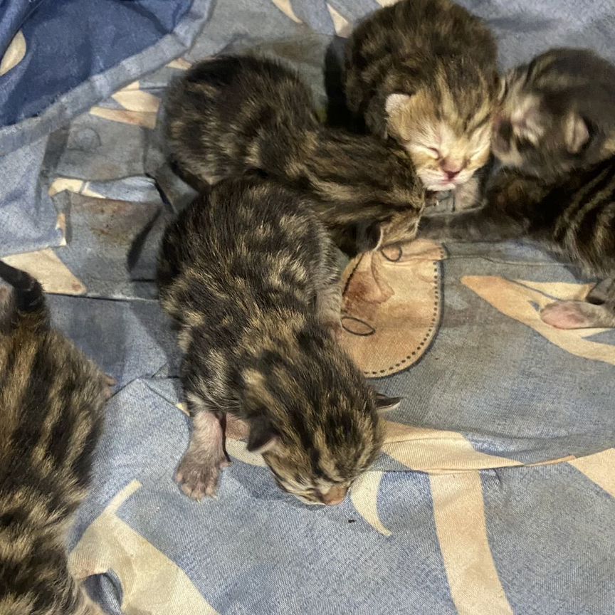 Шотландский вислоухий короткошёрстный котёнок