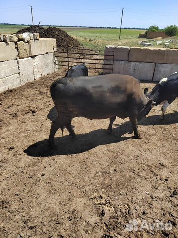 Бык на мясо