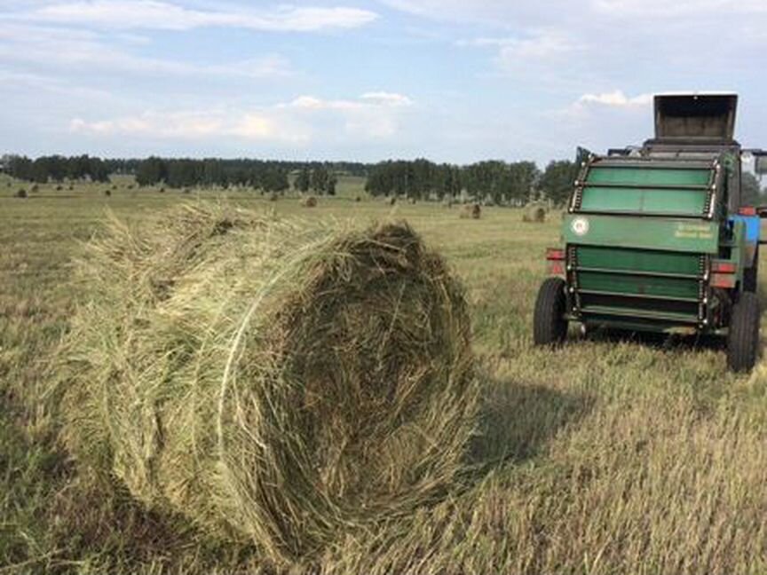 Сено в рулонах