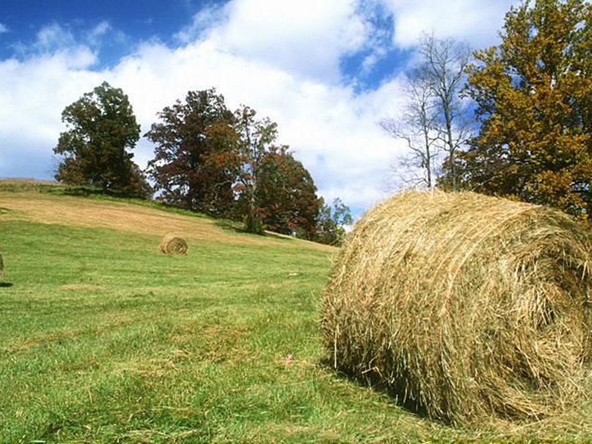 Продам сено в рулонах