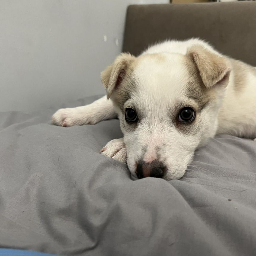 Щенок в добрые руки