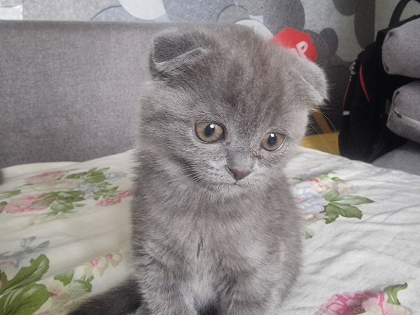 Британские вислоухие котята мальчик
