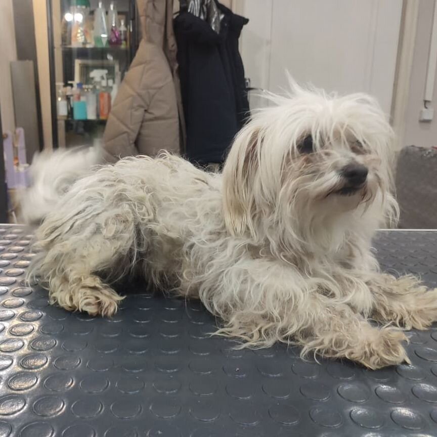 Мальтийская болонка, взрослая собака