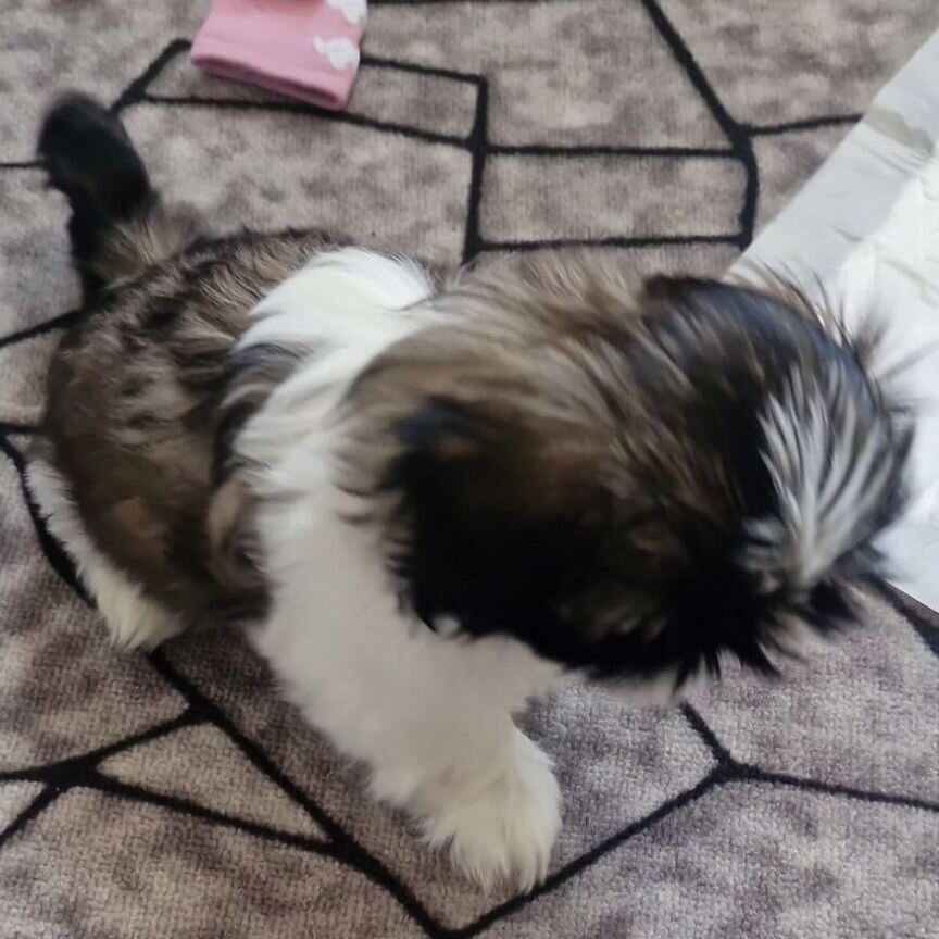 Ши-тцу, щенок