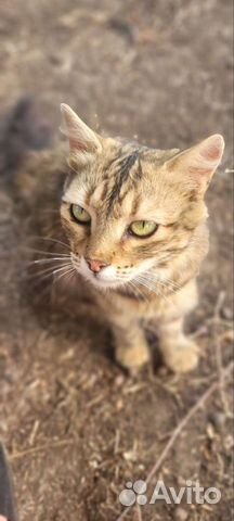 Кошечка в добрые руки