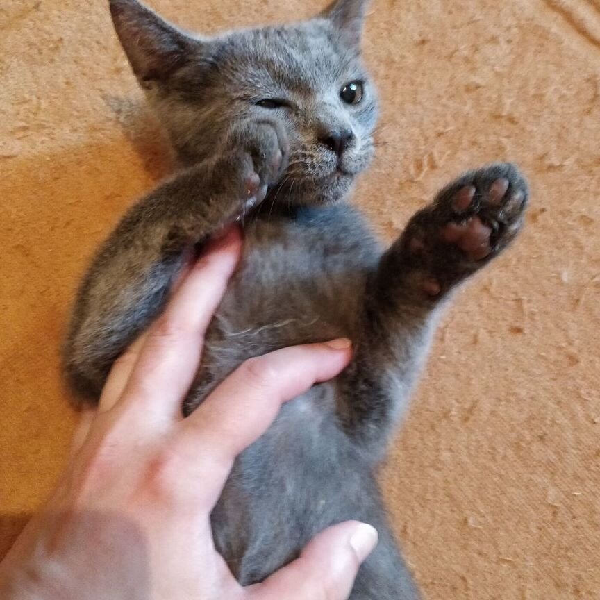 Котенок мальчик помесный британец
