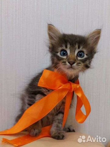 Котята в добрые руки бесплатно