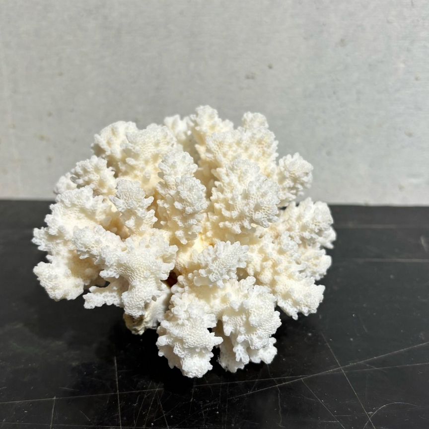 Натуральный коралл