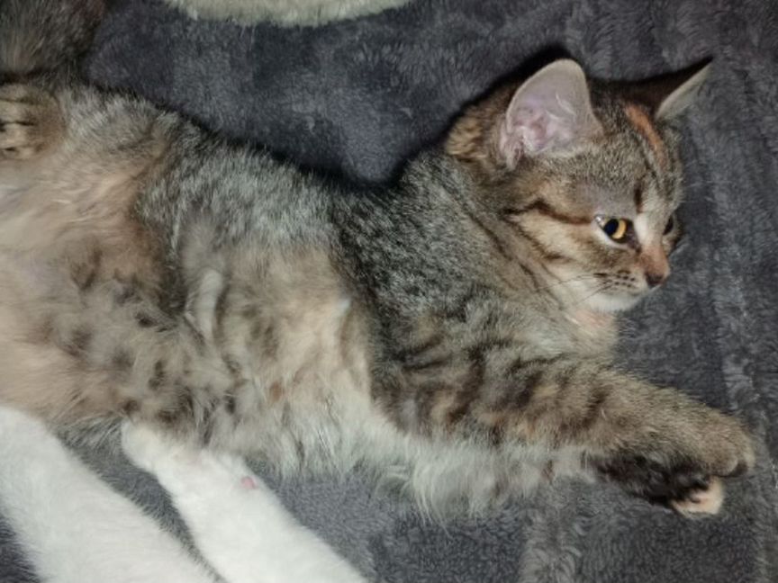 Отдам бесплатно котëнка (девочка), в добрые руки