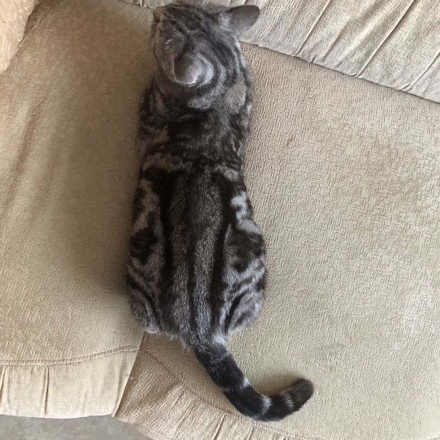 Упитанная американочка