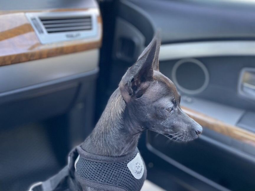 Вязка той-терьер кабель