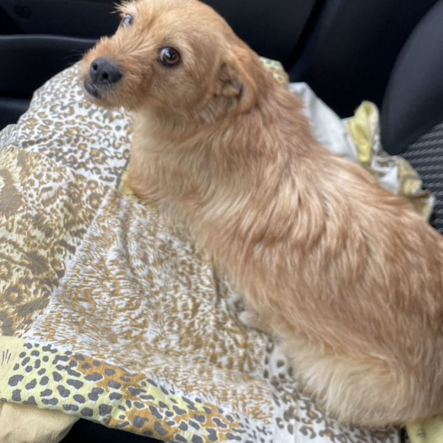 Боня в добрые руки или ищем старых