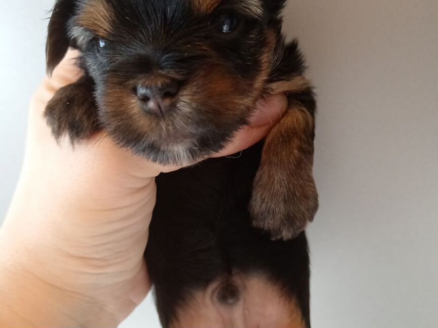 Йоркширский терьер супер мини 475 гр