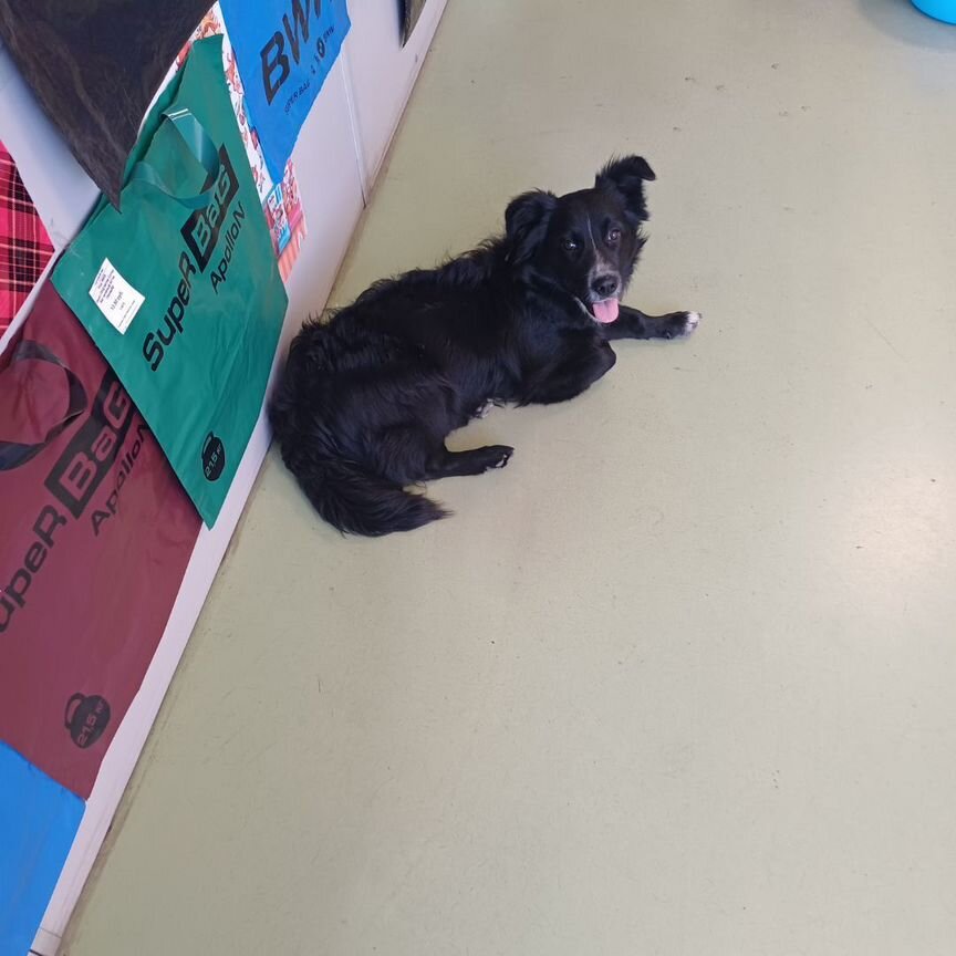 Собака потерялась Чья