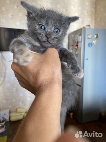 Котенок малышка