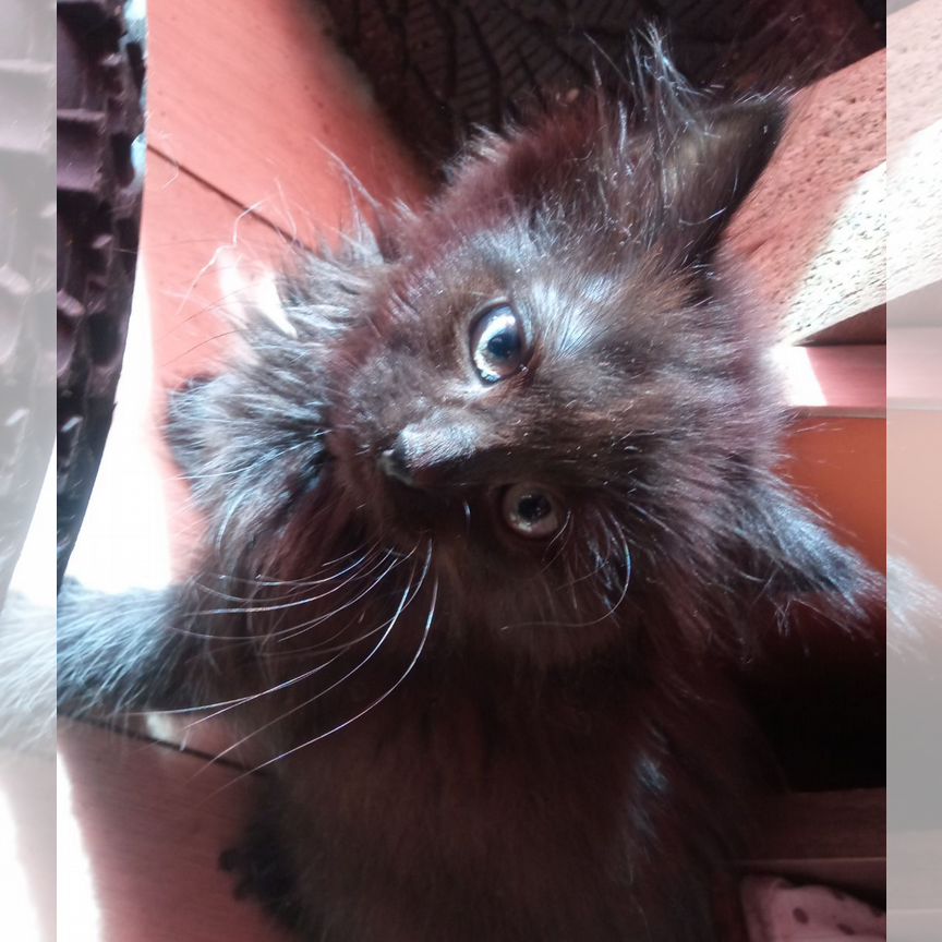 Котёнок в добрые руки