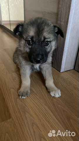 Щеночек дечочка Хаски