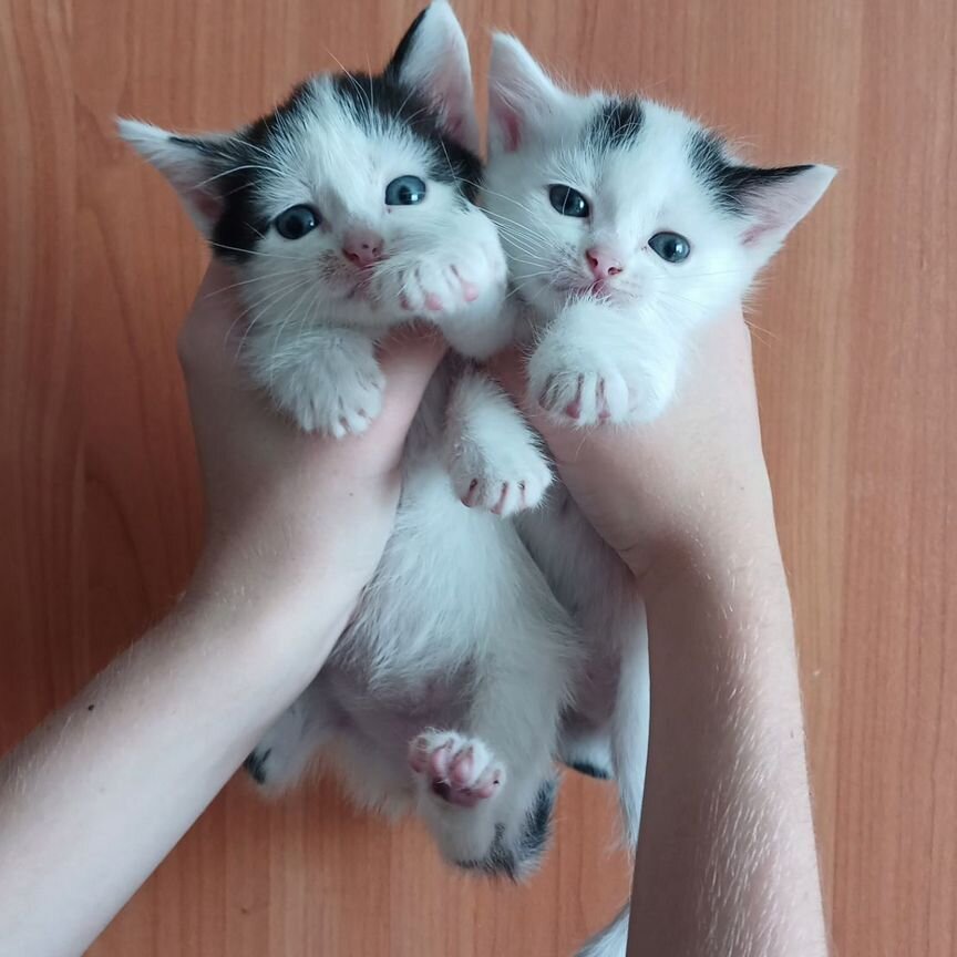 Отдам котят в добрые руки