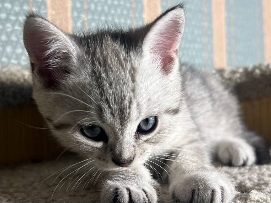 Британские котята