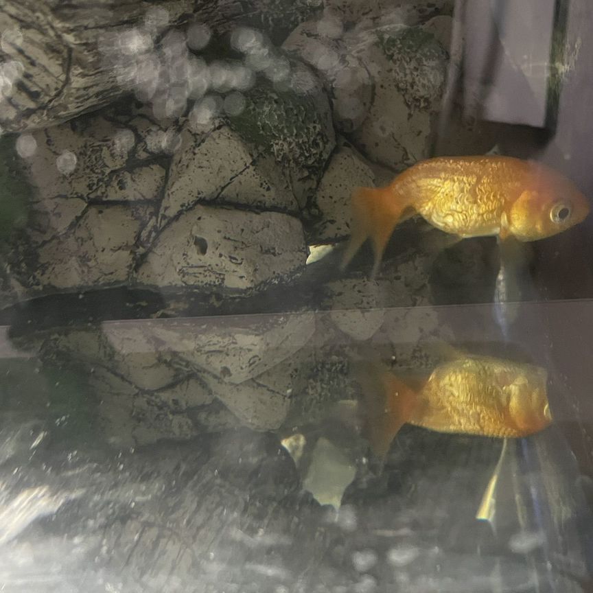 Золотая рыбка