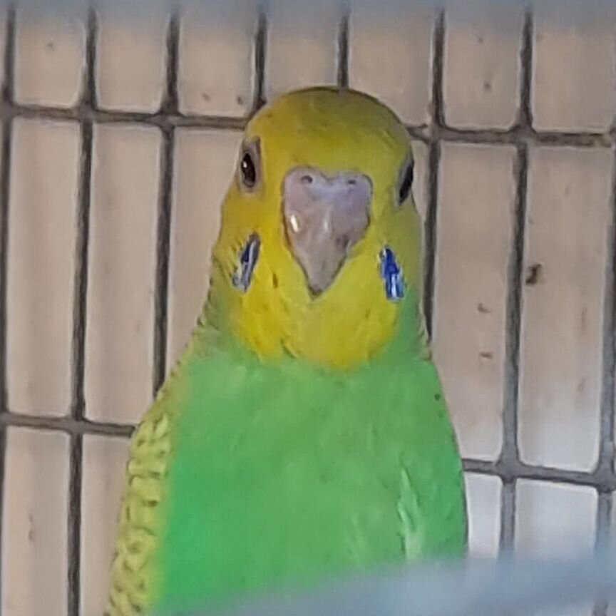 Продам волнистых попугаев собственного разведения