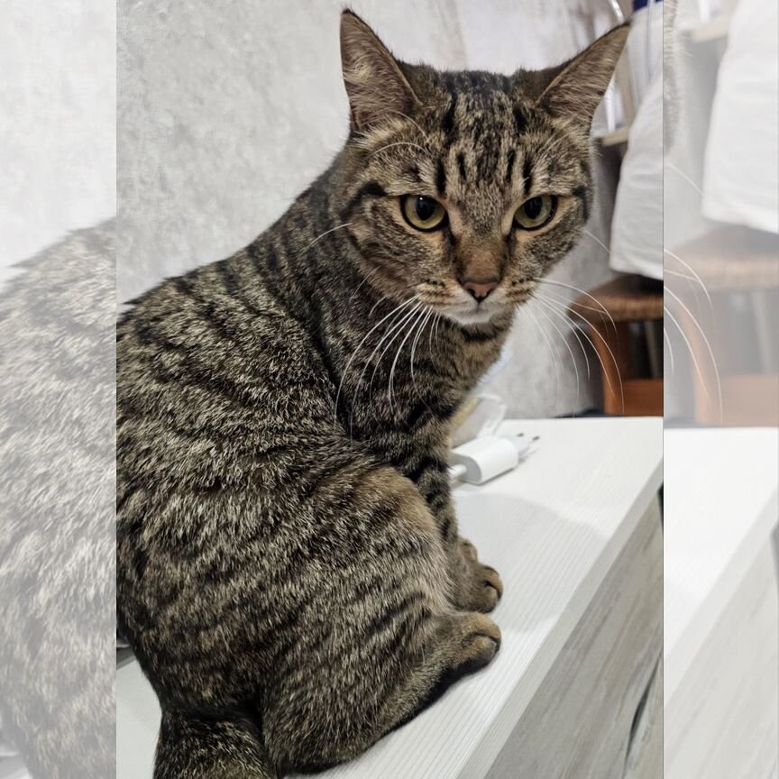 Взрослая кошка в добрые руки