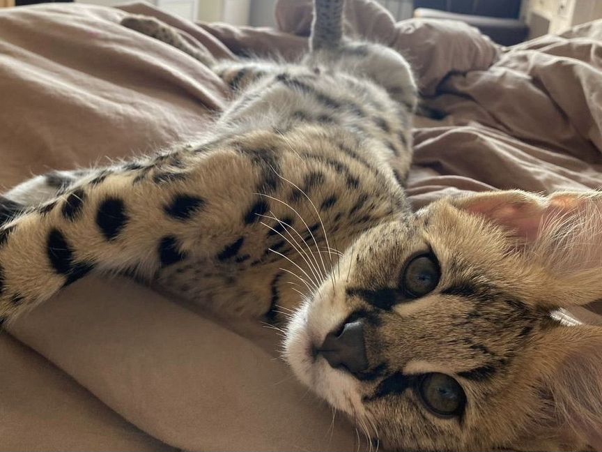 Котята саванна
