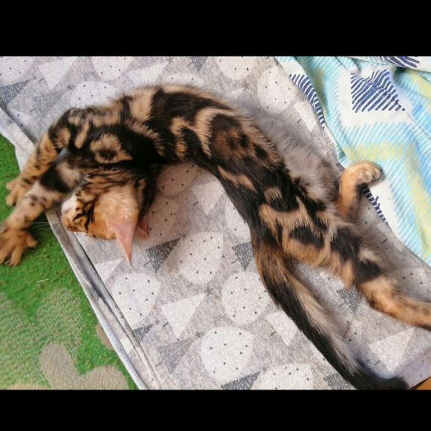 Бенгальская котенок