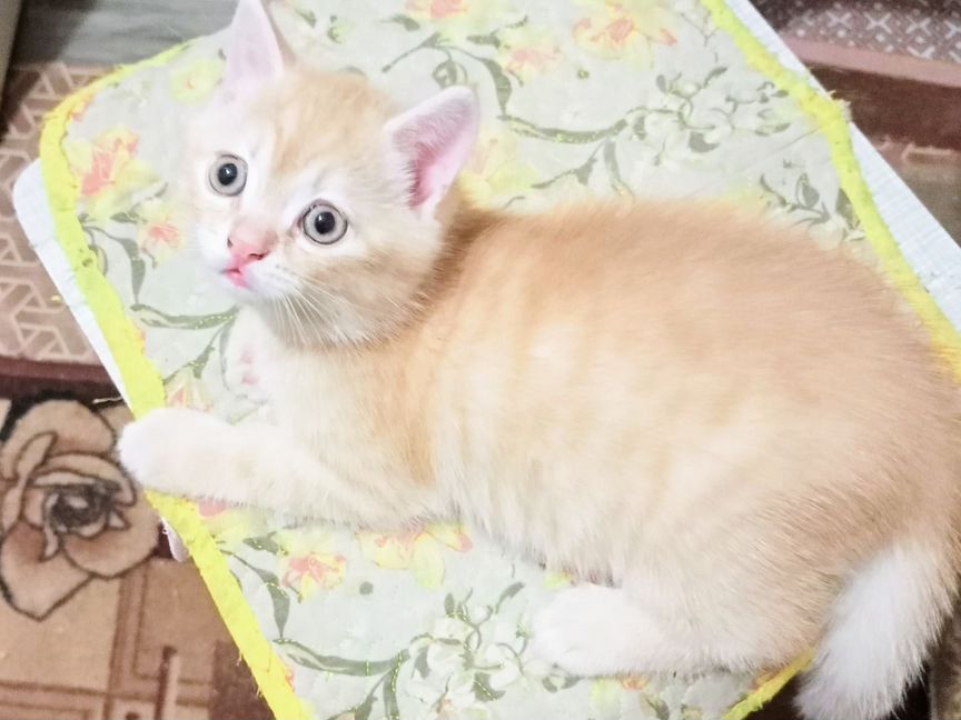 Красавец экзотик