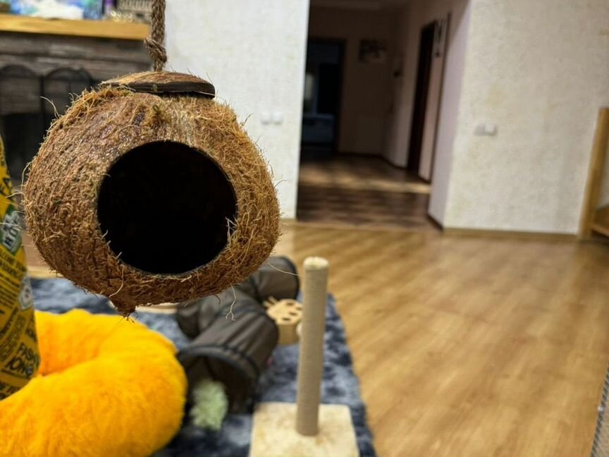 Кокос домик для попугая