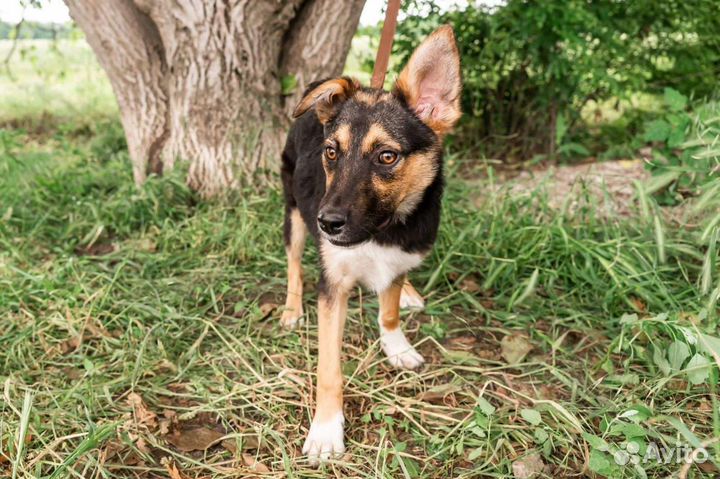 Собака в добрые руки