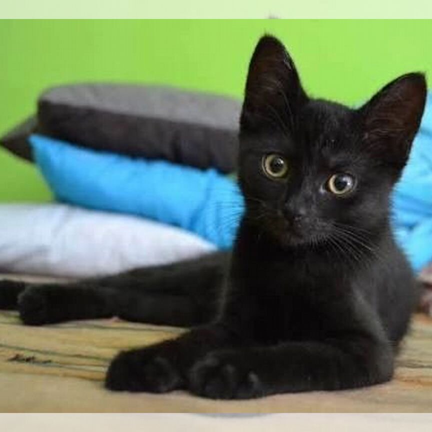 Котёнок в добрые руки