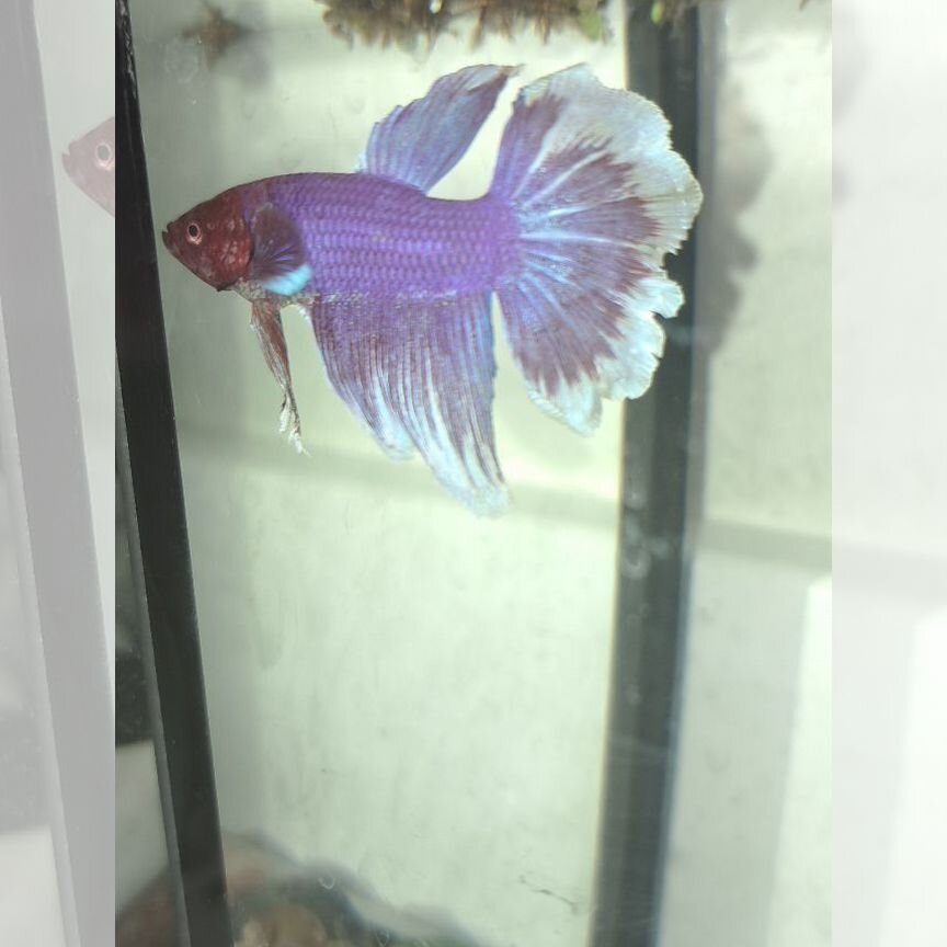 Рыбка петушок в добрые руки