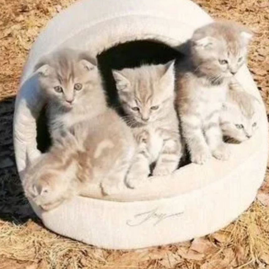 Шотландские котята