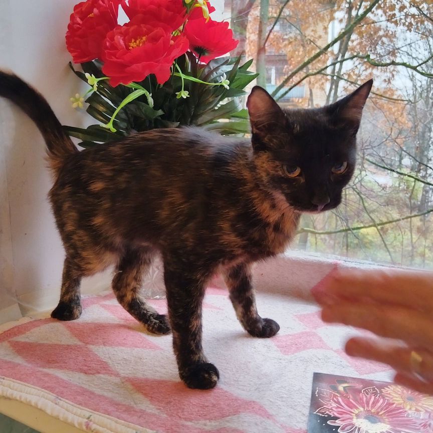 Кошечка Элла