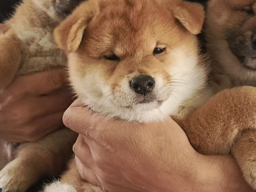 Шиба сиба ину