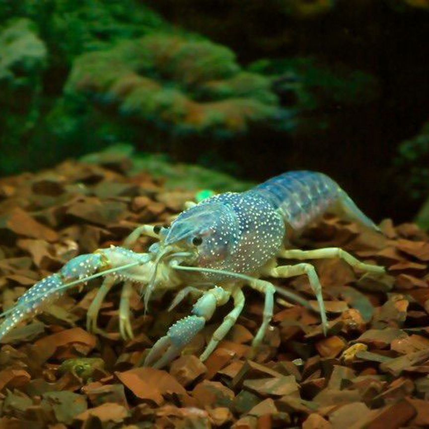 Голубой кубинский рак