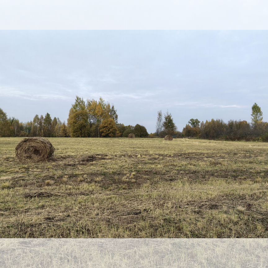 Сено разнотравье 2025 год