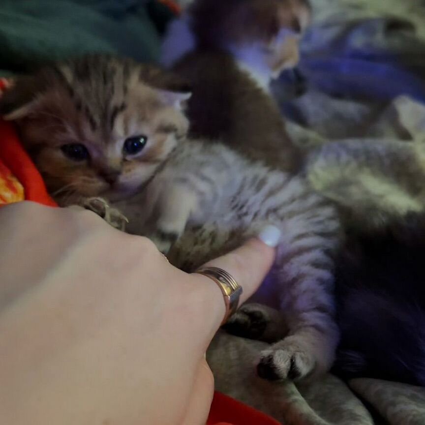 Котенок тигренок, золотая шиншилла