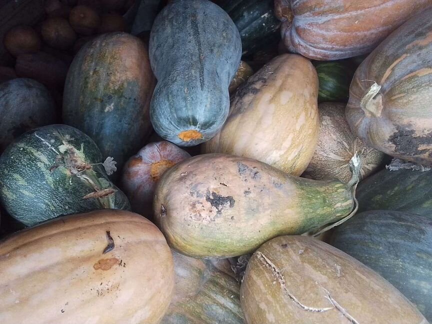 Тыква кормовая